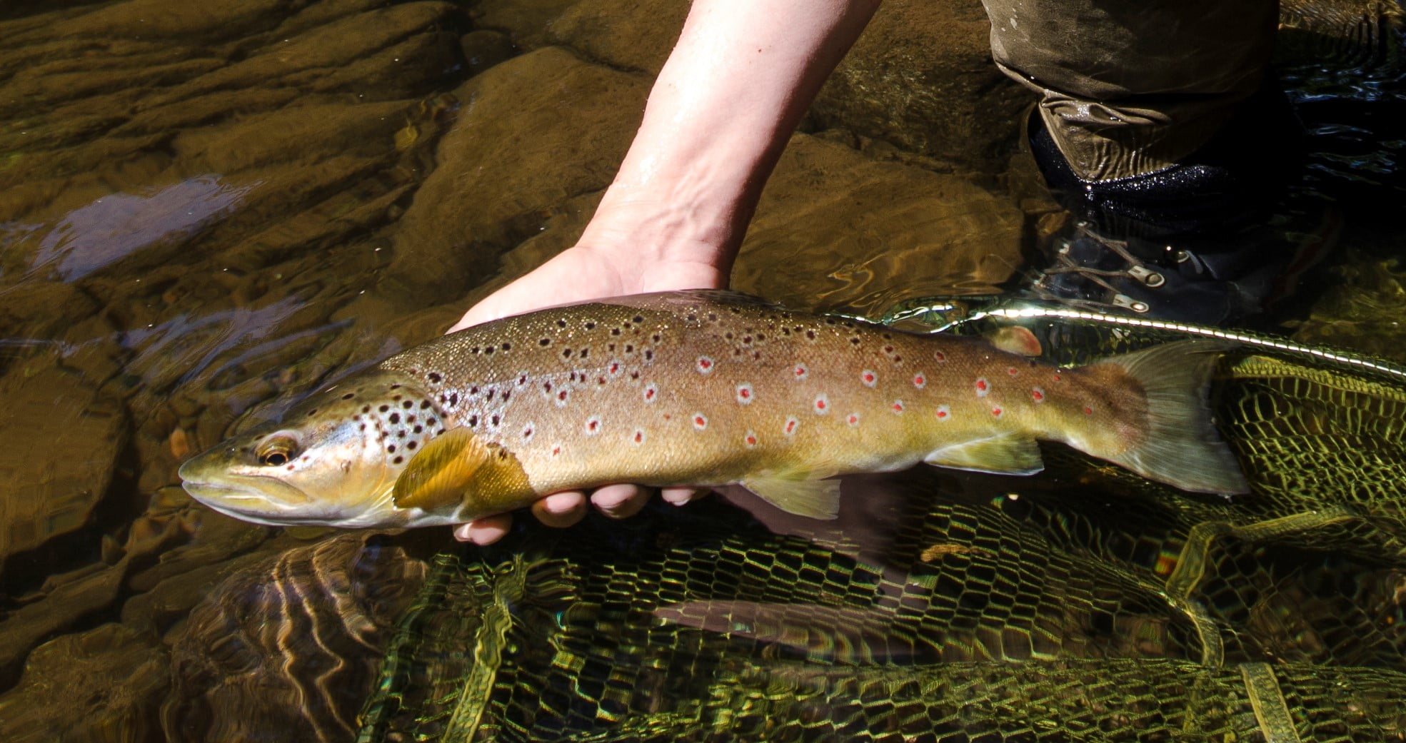 River fishing in Wales for wild trout – a fly fishers paradise ...