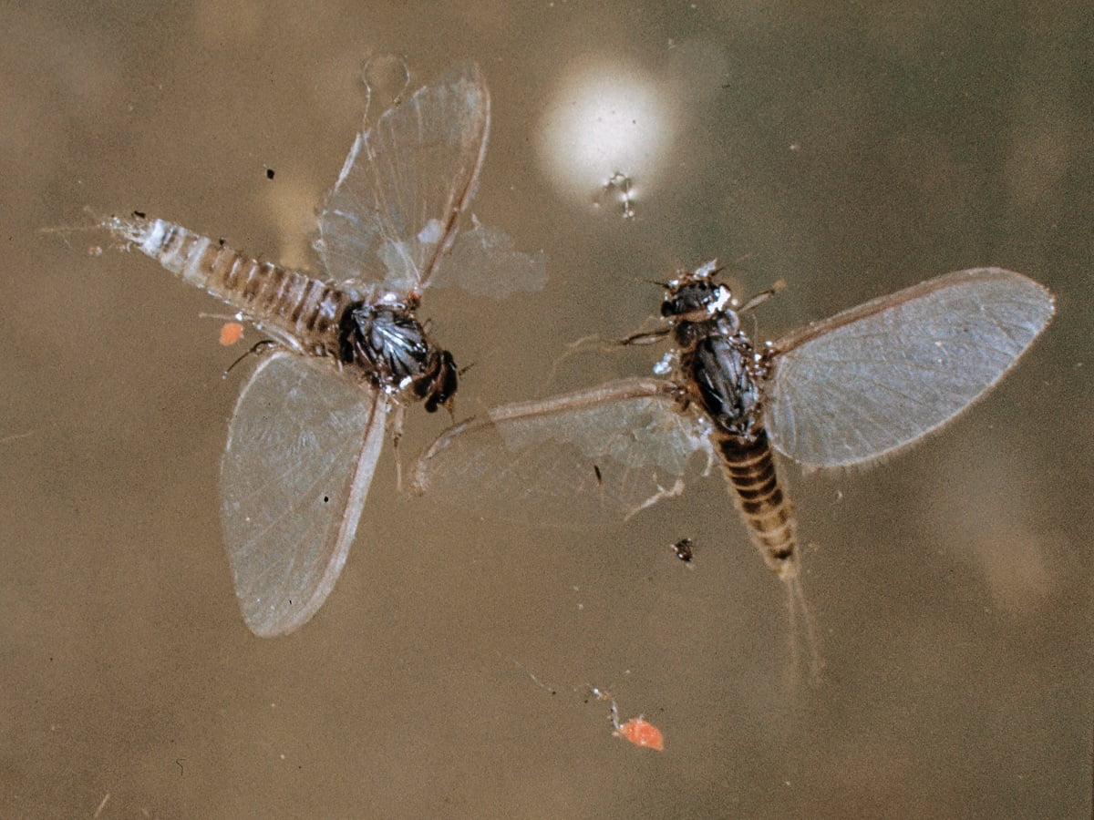 On The Menu - Welsh River Insect Species - Fishing in Wales