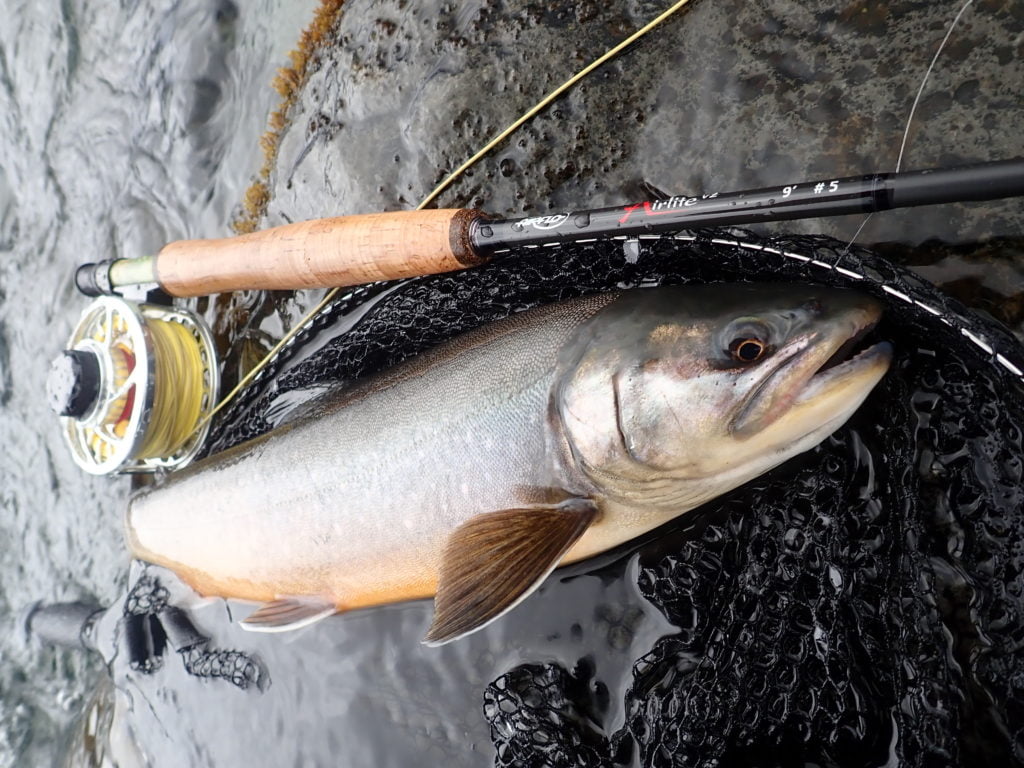 Torgoch (Char yr Arctig) - Fishing in Wales Torgoch (Char yr Arctig) - Fishing in Wales
