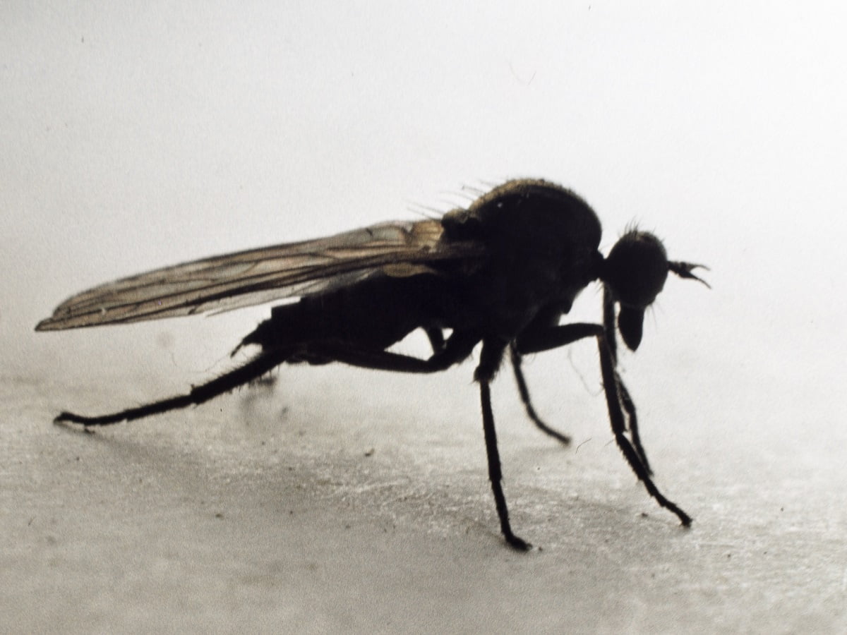 On The Menu - Welsh River Insect Species - Fishing in Wales