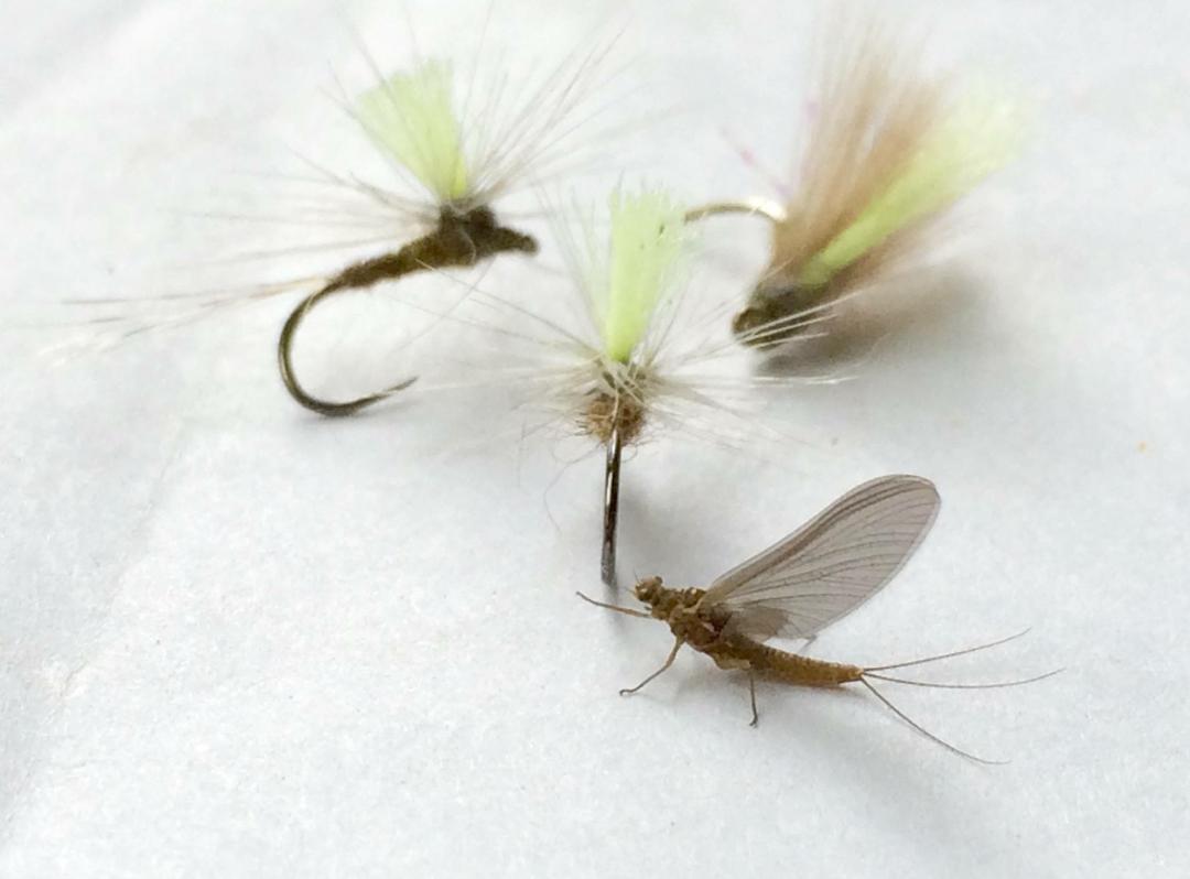 On The Menu - Welsh River Insect Species - Fishing in Wales