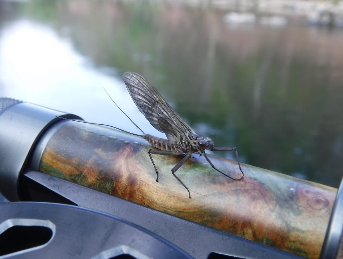 On The Menu - Welsh River Insect Species - Fishing in Wales