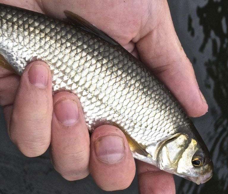 Silver fish – Roach, Rudd and Dace - Fishing in Wales