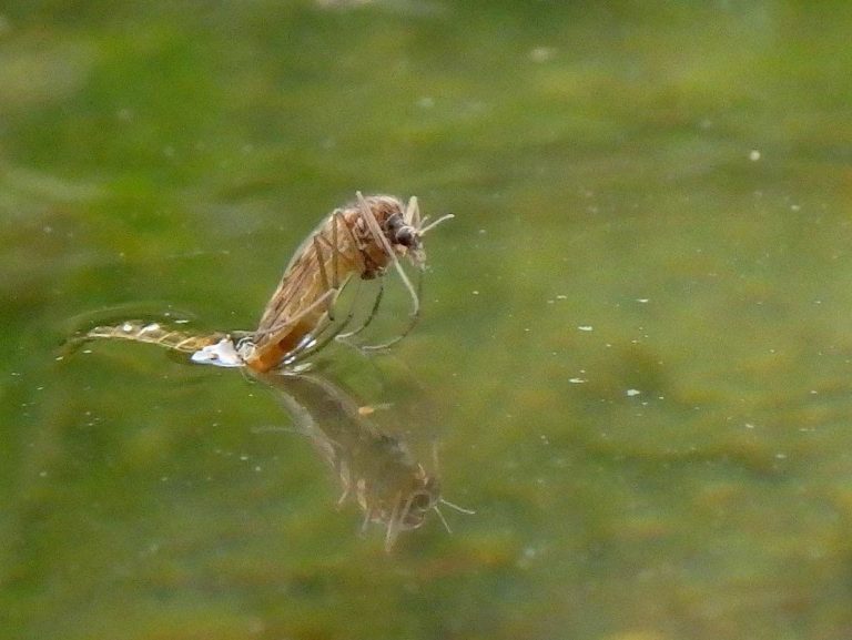On The Menu - Welsh River Insect Species - Fishing in Wales