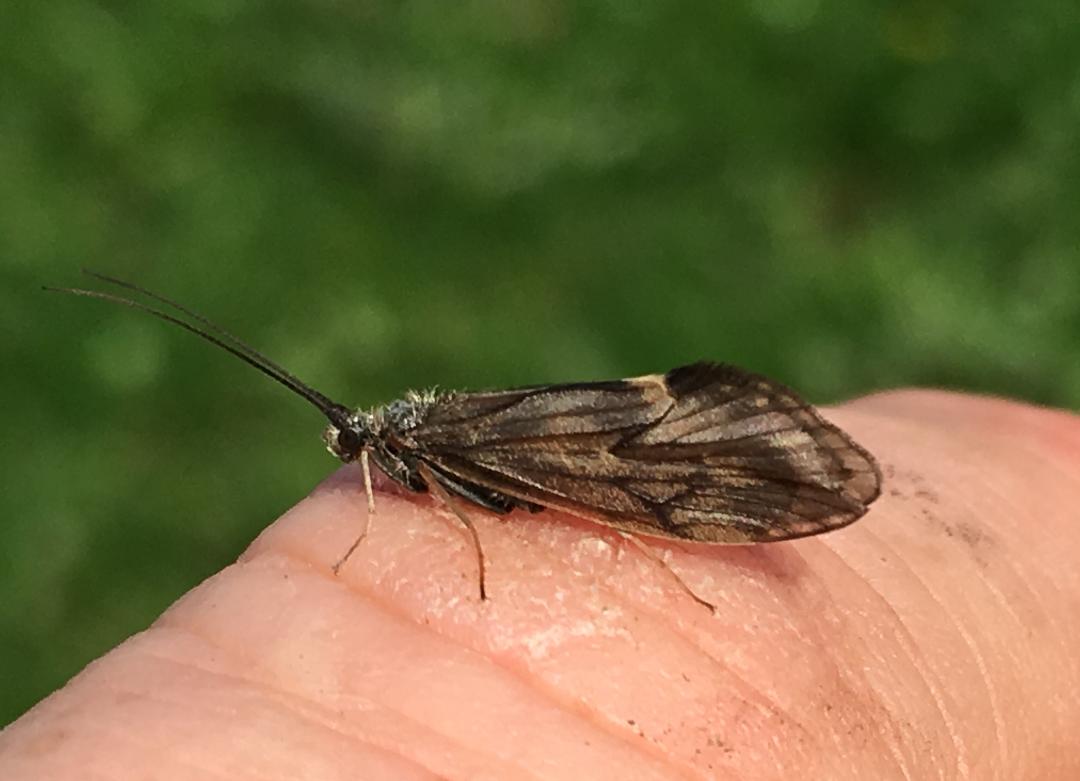 On The Menu - Welsh River Insect Species - Fishing in Wales