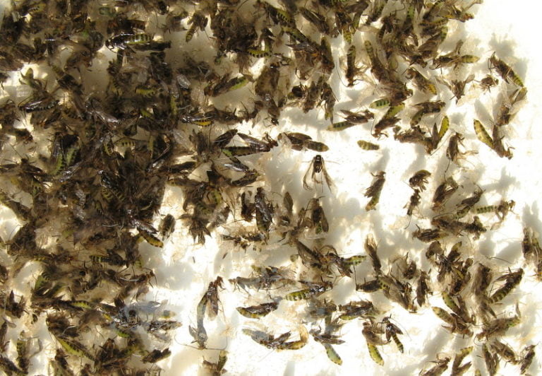 On The Menu - Welsh River Insect Species - Fishing in Wales