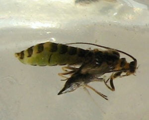 On The Menu - Welsh River Insect Species - Fishing in Wales