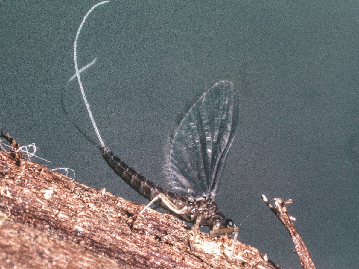 On The Menu - Welsh River Insect Species - Fishing in Wales