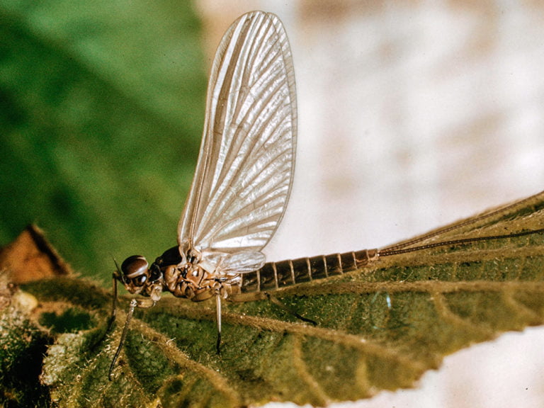 On The Menu - Welsh River Insect Species - Fishing in Wales