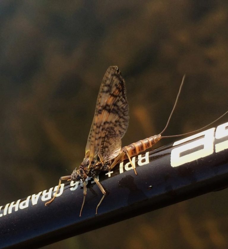 On The Menu - Welsh River Insect Species - Fishing in Wales