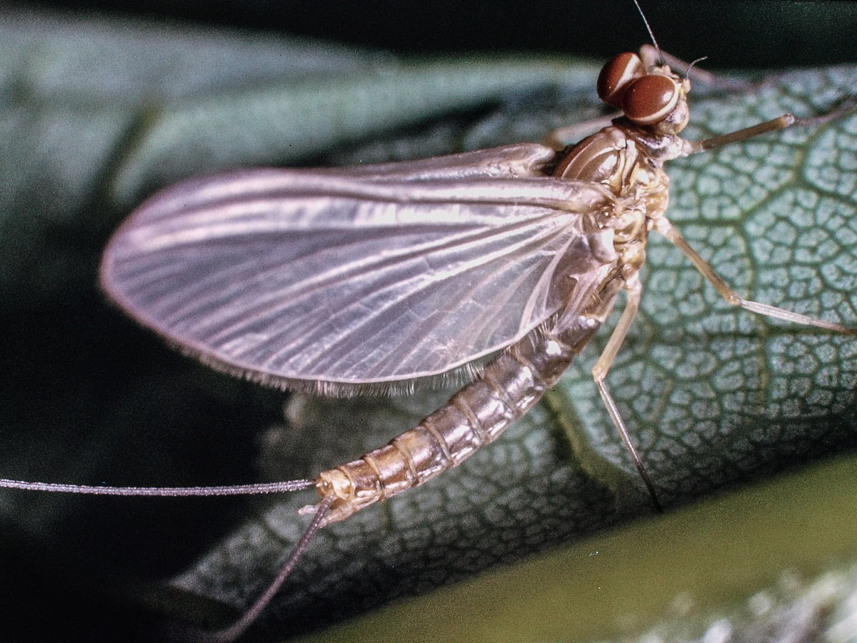On The Menu - Welsh River Insect Species - Fishing in Wales