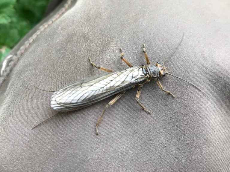 On The Menu - Welsh River Insect Species - Fishing in Wales