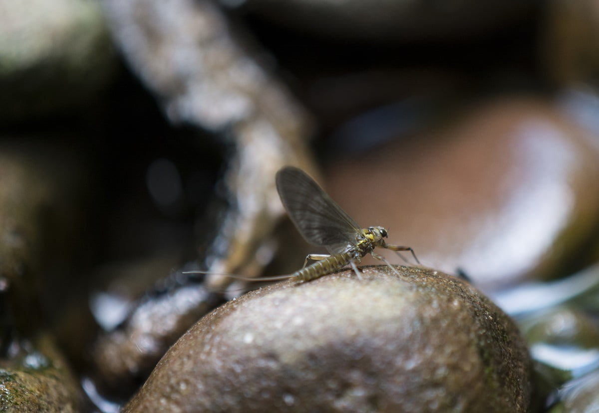 On The Menu - Welsh River Insect Species - Fishing in Wales