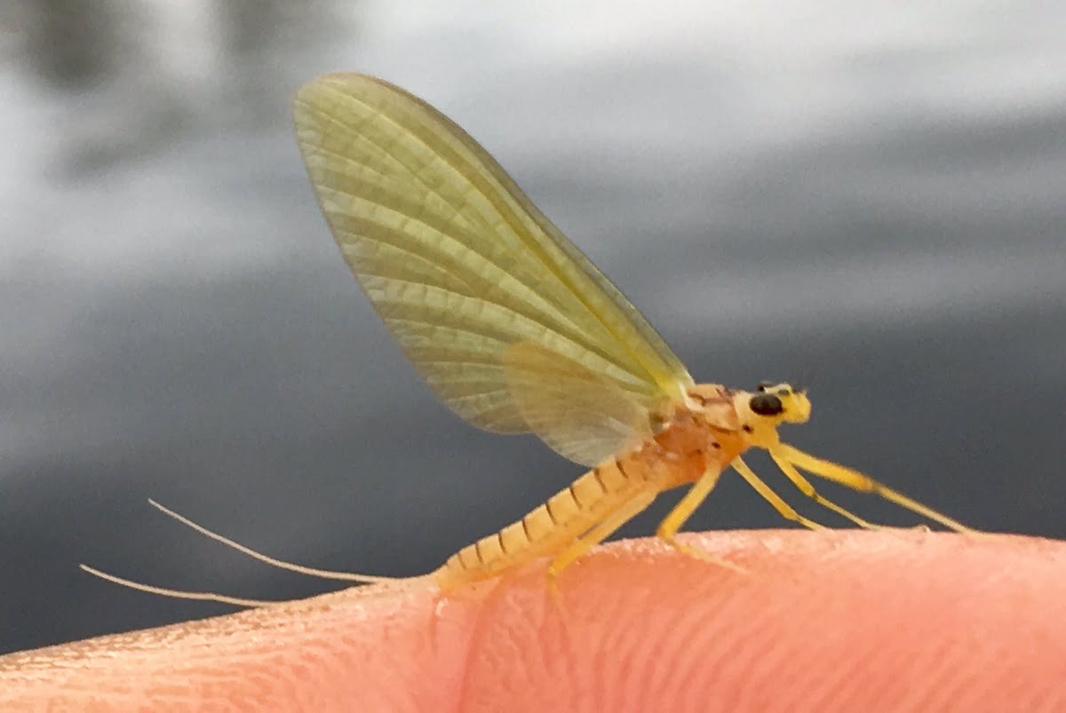 On The Menu - Welsh River Insect Species - Fishing in Wales