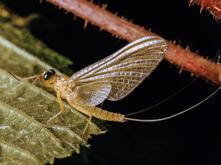 On The Menu - Welsh River Insect Species - Fishing in Wales