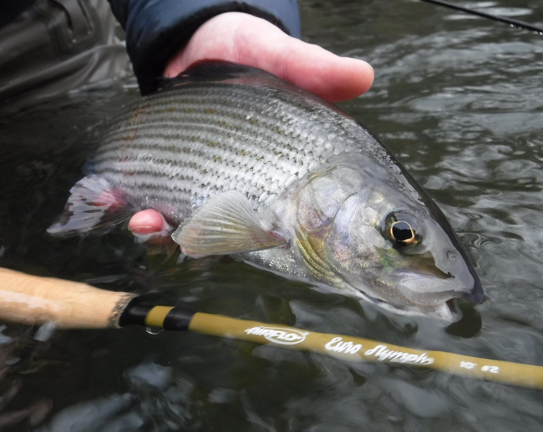 Groe Park and Irfon Angling Club - Fishing in Wales