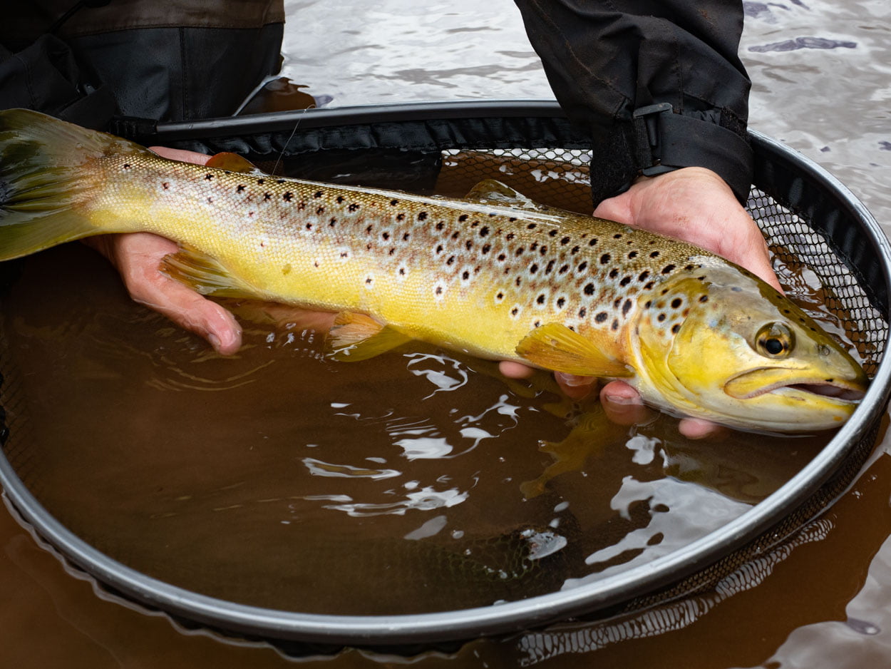 Lake Fishing Heaven – Brown Trout In The Beacons - Fishing in Wales
