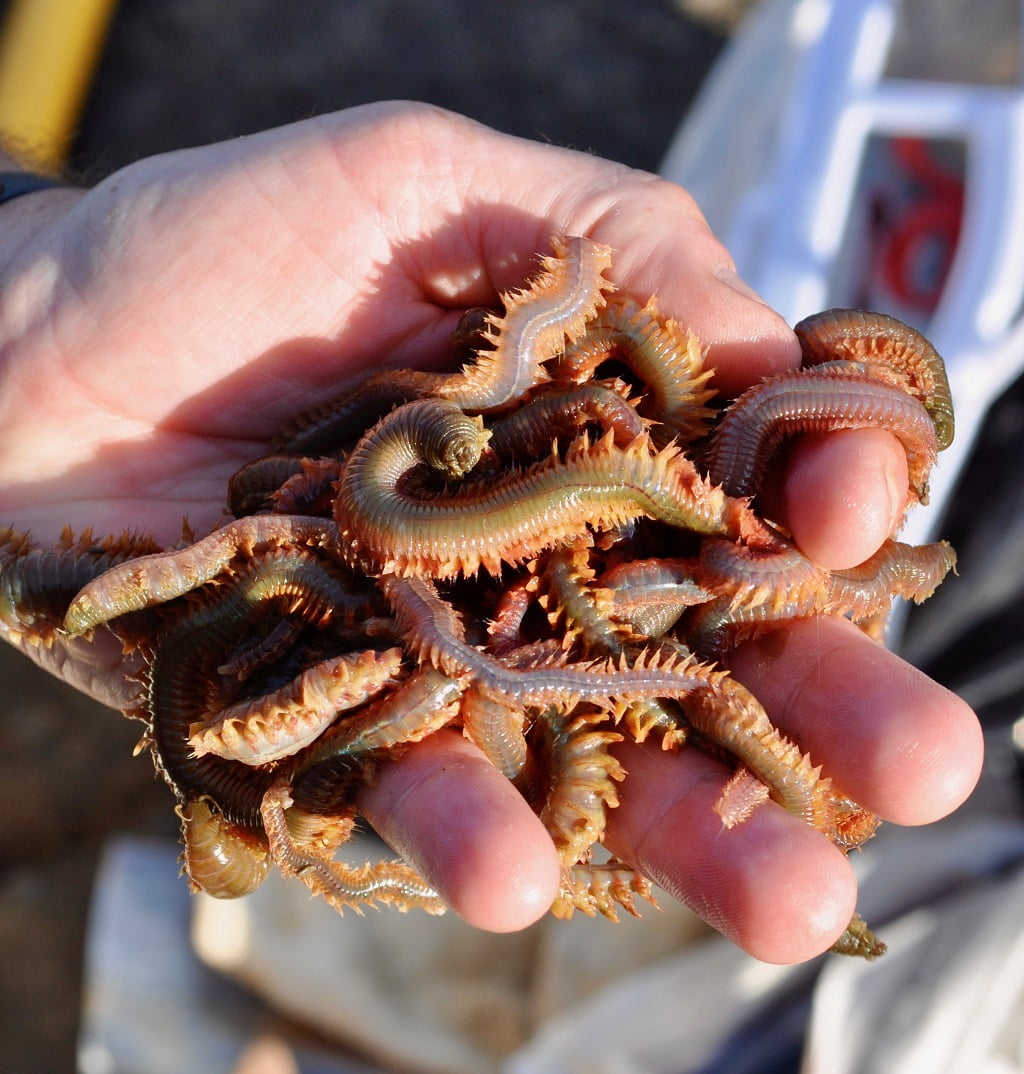 Wrasse fishing In Wales - Fishing in Wales