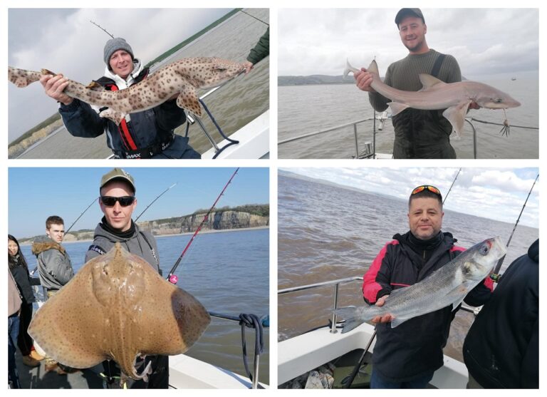 Sea Fishing Catch Reports - Fishing in Wales