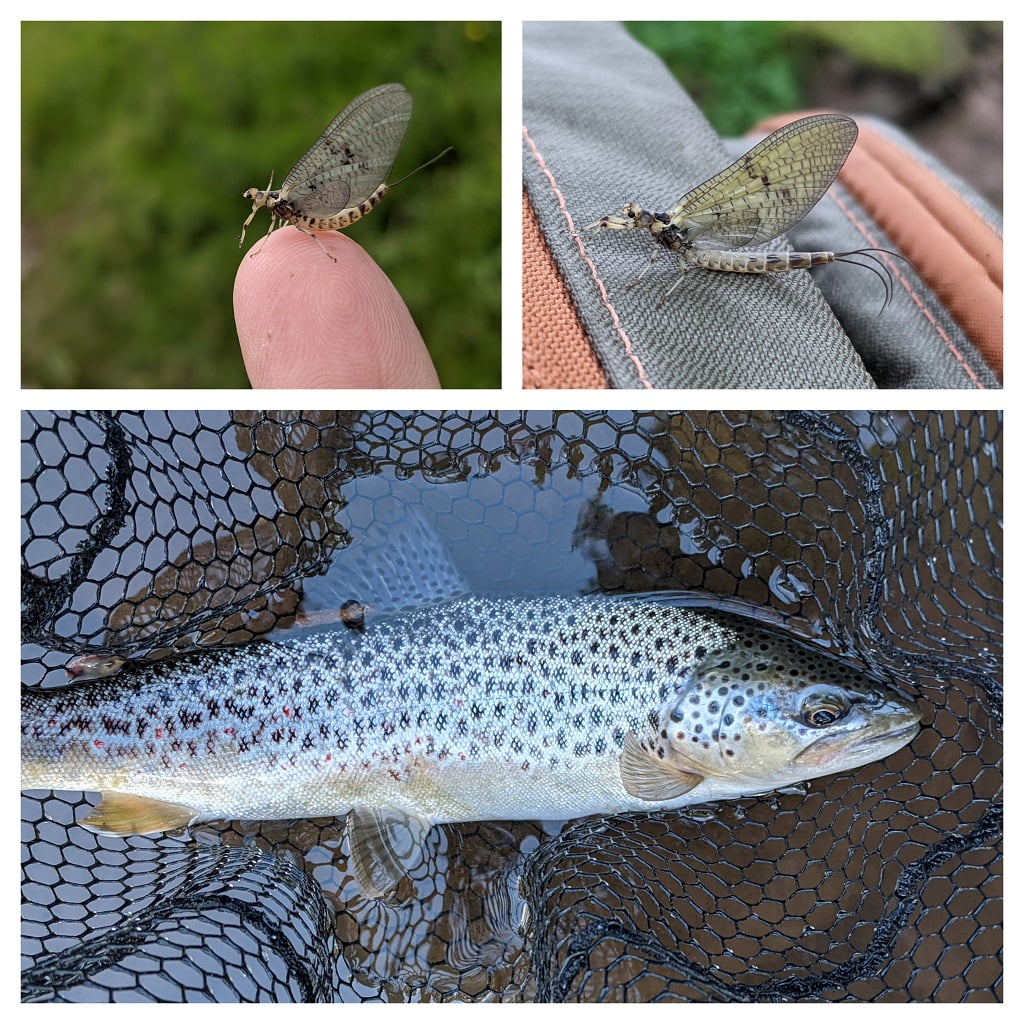 Mayfly Madness: Welsh Mayfly Fishing Rivers - Fishing in Wales