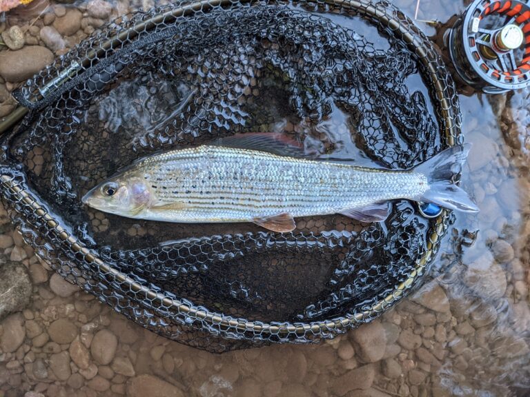 River fishing for grayling in Wales - Fishing in Wales