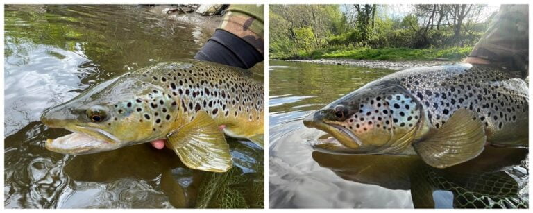 Early season on Welsh rivers – Dry fly fishing for wild trout - Fishing ...