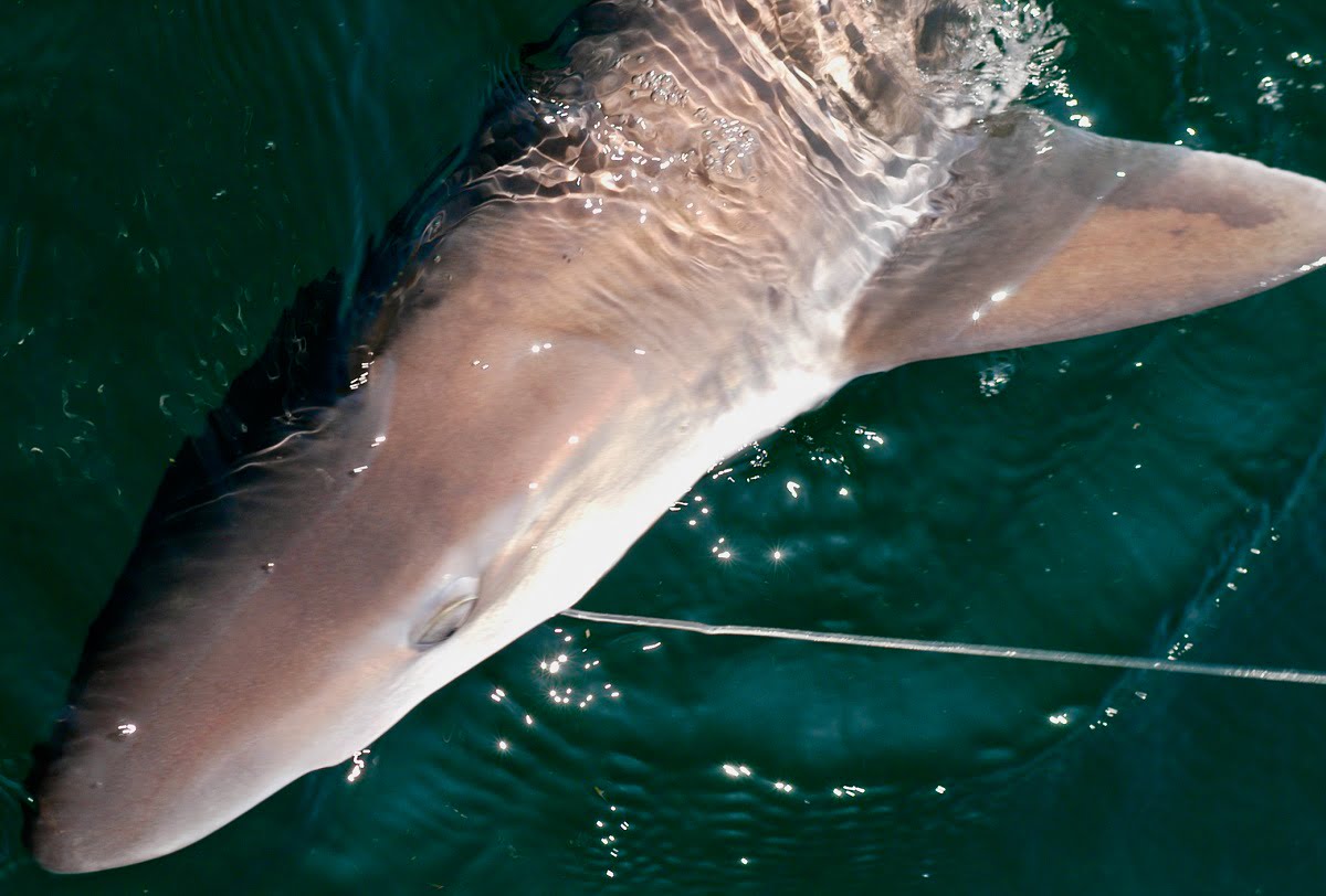 Tope Fishing In Wales - Fishing in Wales