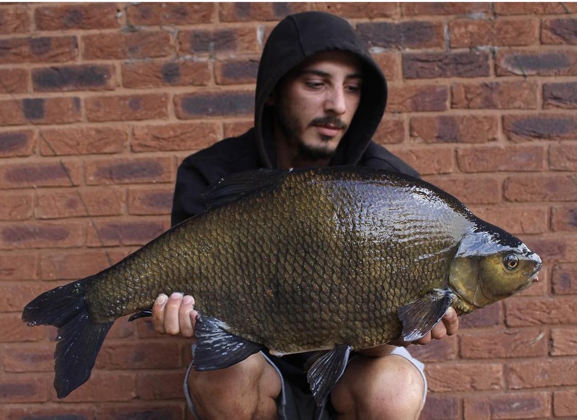 Coarse Fishing Catch Reports - Fishing in Wales