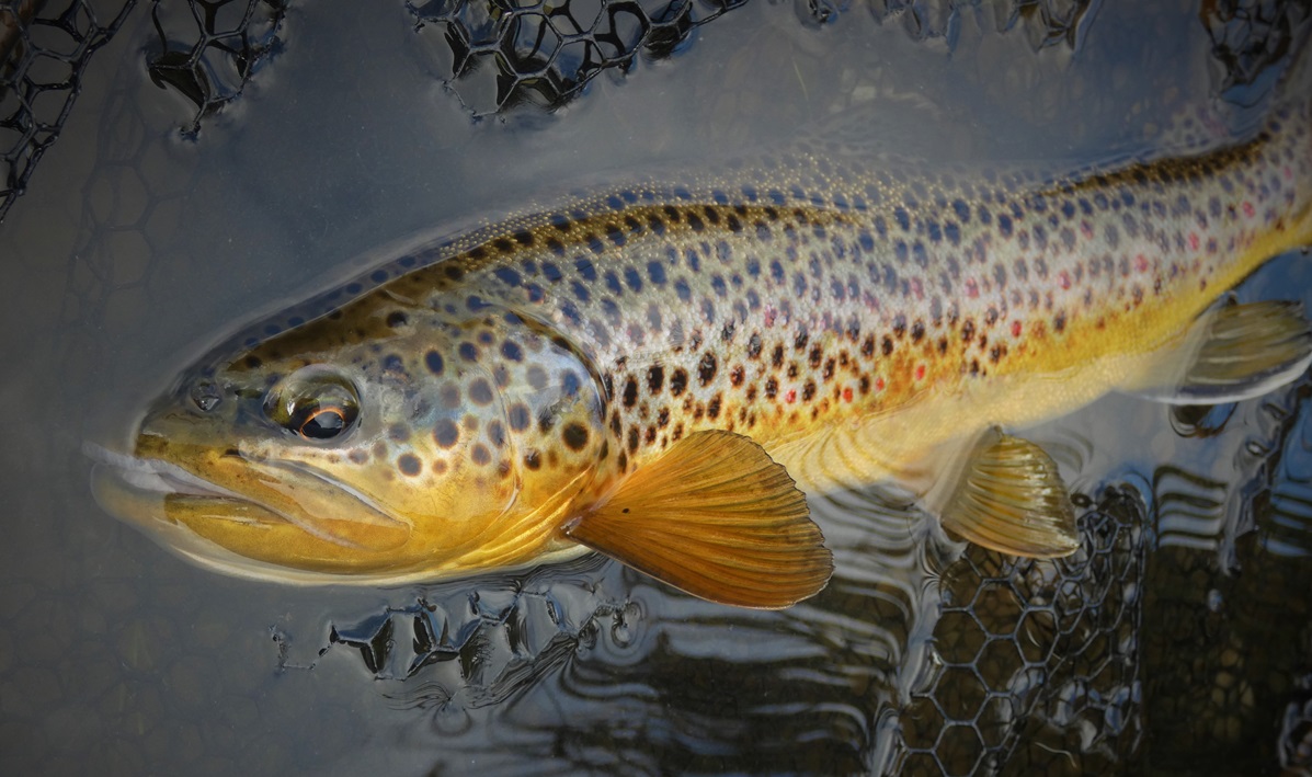 Welsh Trout Lakes Welcome Anglers in March! - Fishing in Wales