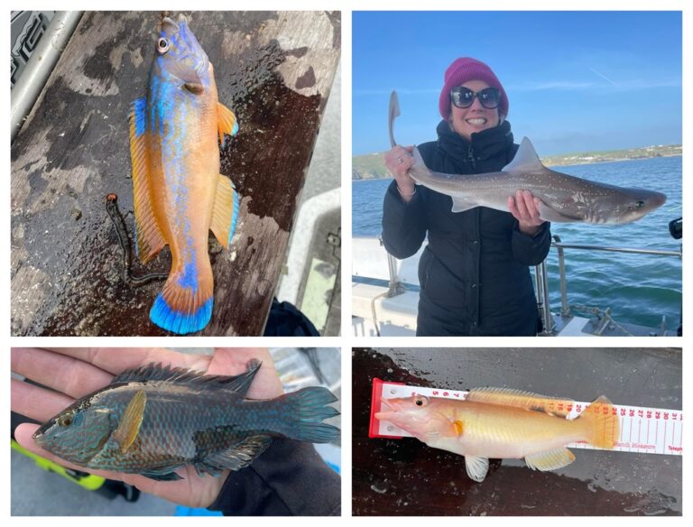 Sea Fishing Catch Reports - Fishing in Wales
