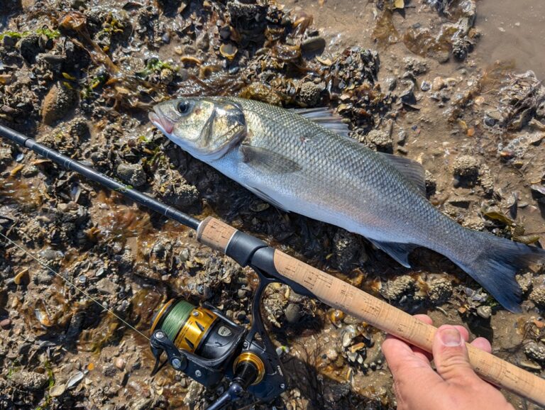 Sea Fishing Catch Reports - Fishing in Wales